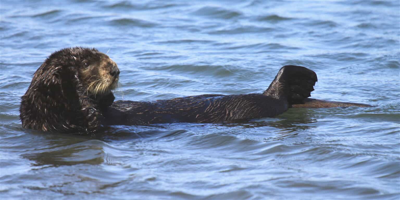 Sea otters help kelp forests return—but how quickly? - The Wildlife Society