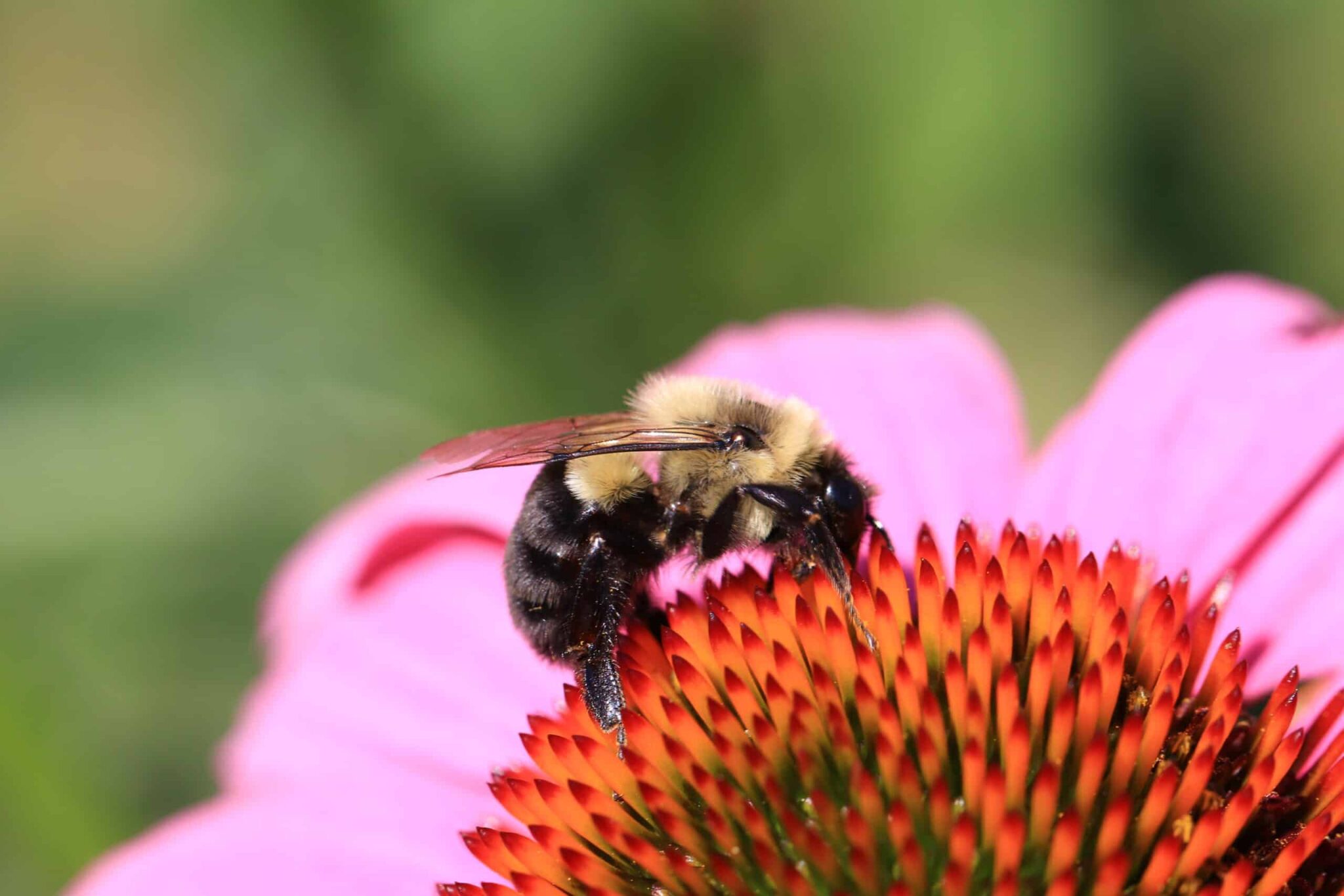 Hybrids — and maybe a full red wolf — found in former range - The ...