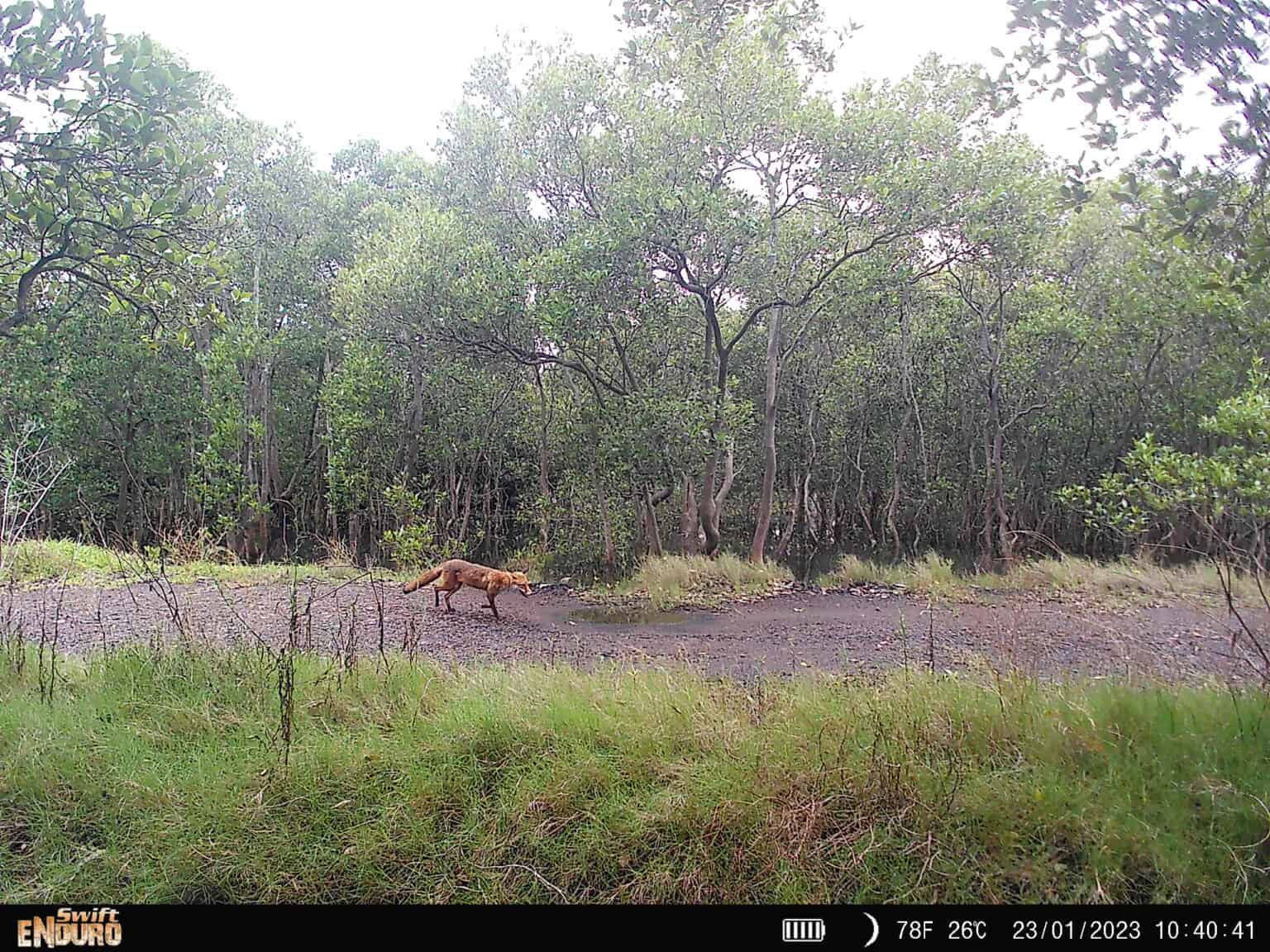 JWM: Invasive foxes disturb imperiled Aussie shorebirds - The Wildlife ...