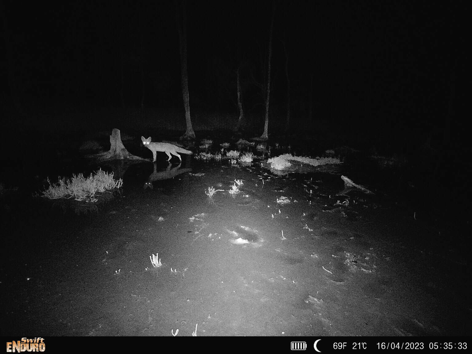 JWM: Invasive foxes disturb imperiled Aussie shorebirds - The Wildlife ...
