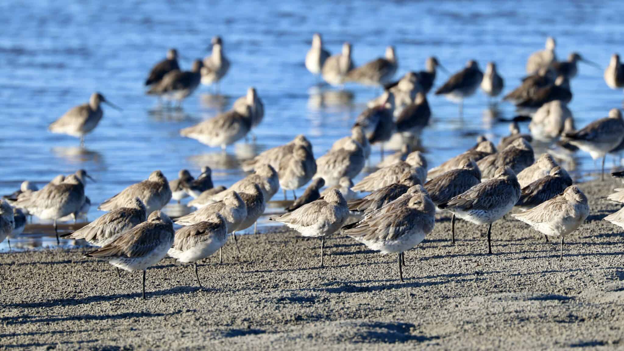JWM: Invasive foxes disturb imperiled Aussie shorebirds - The Wildlife ...