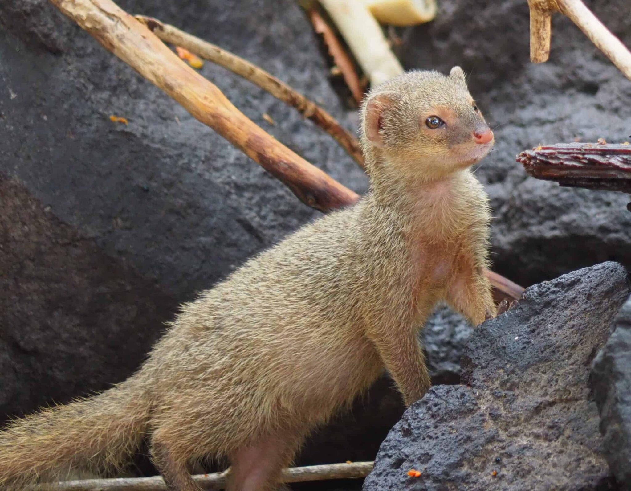JWM: Invasive Indian mongooses bounce back after removal - The Wildlife ...