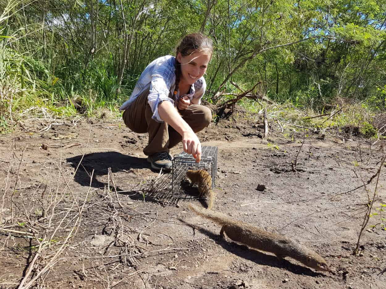 JWM: Invasive Indian mongooses bounce back after removal - The Wildlife ...