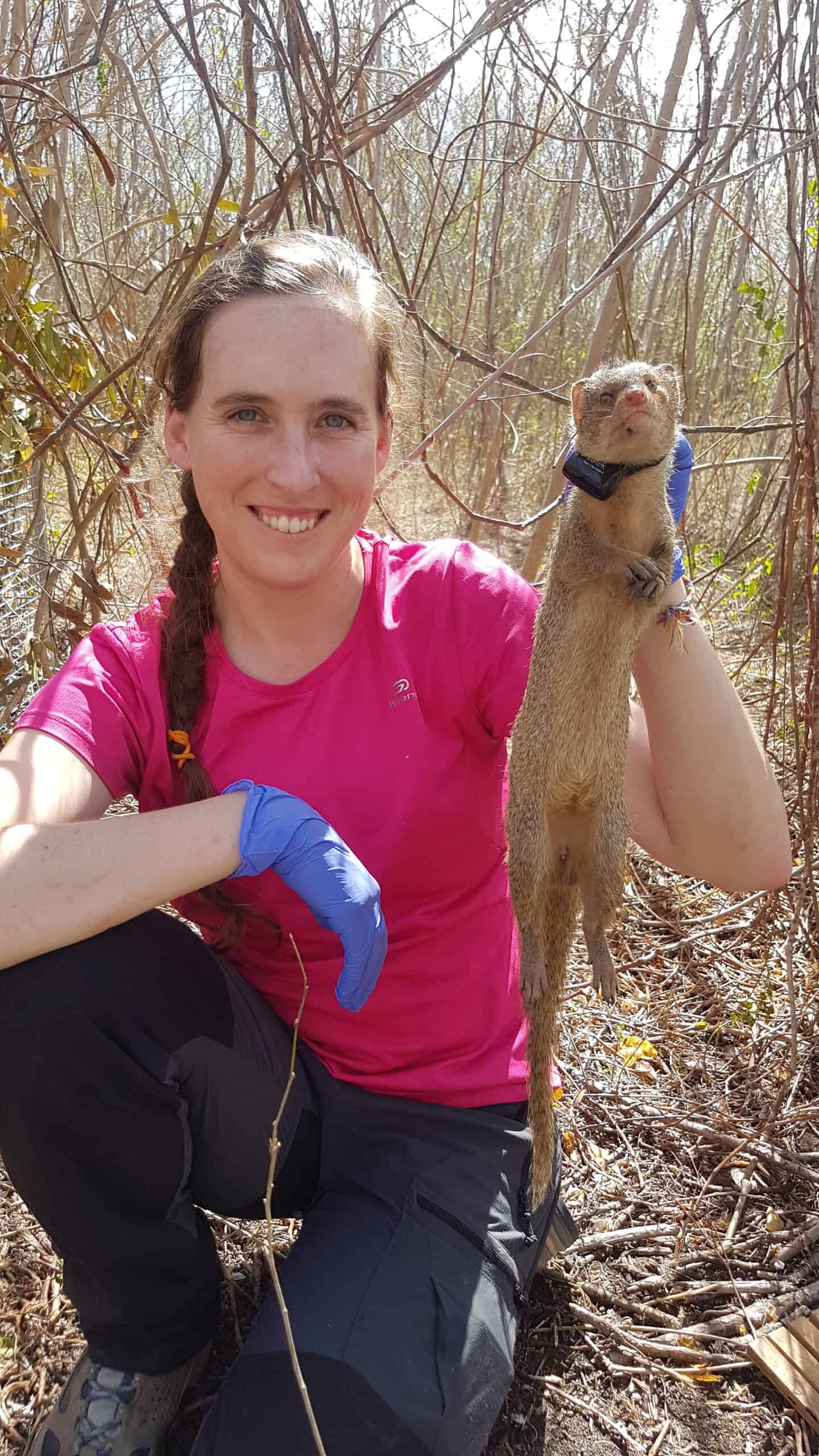 JWM: Invasive Indian mongooses bounce back after removal - The Wildlife ...