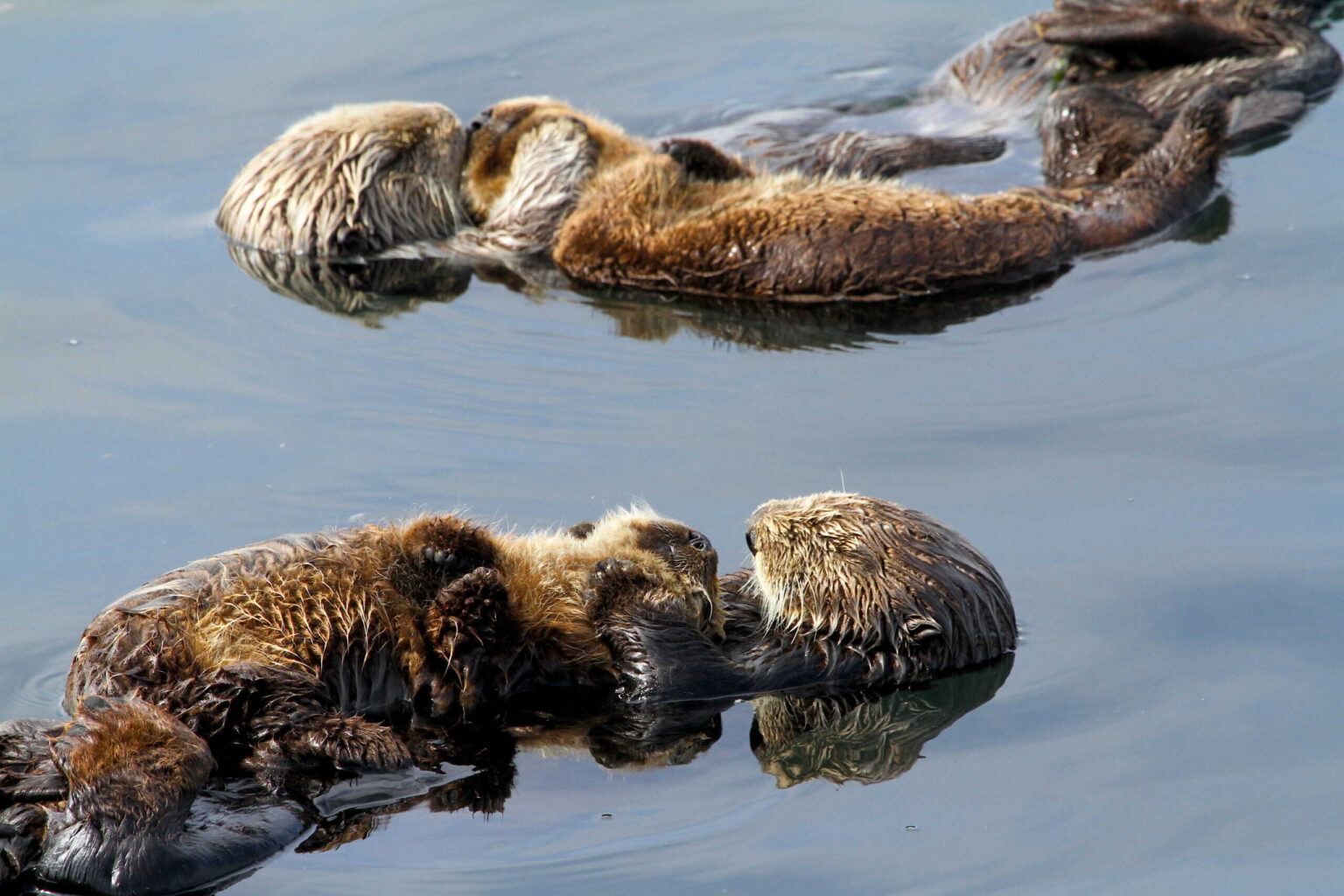 Sea otters help kelp forests return—but how quickly? - The Wildlife Society