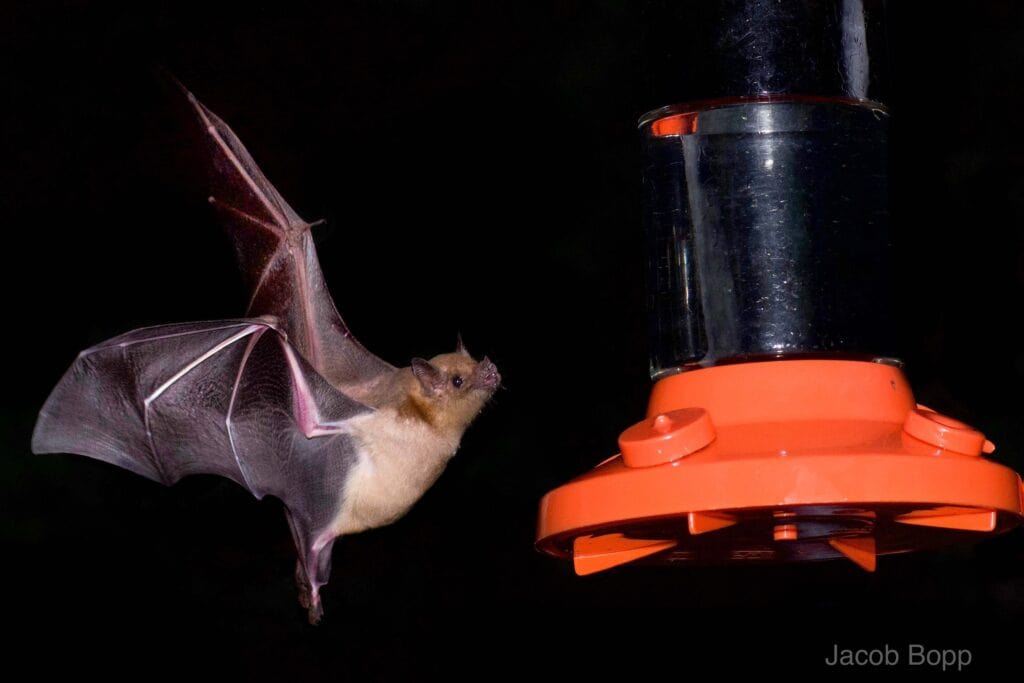 USFWS proposed to list tricolored bats as endangered - The Wildlife Society