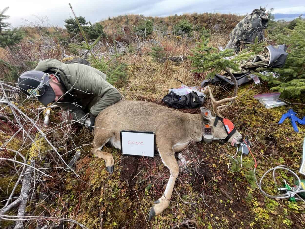 JWM: In the Alaskan Arctic, where are all the wolverines? - The ...