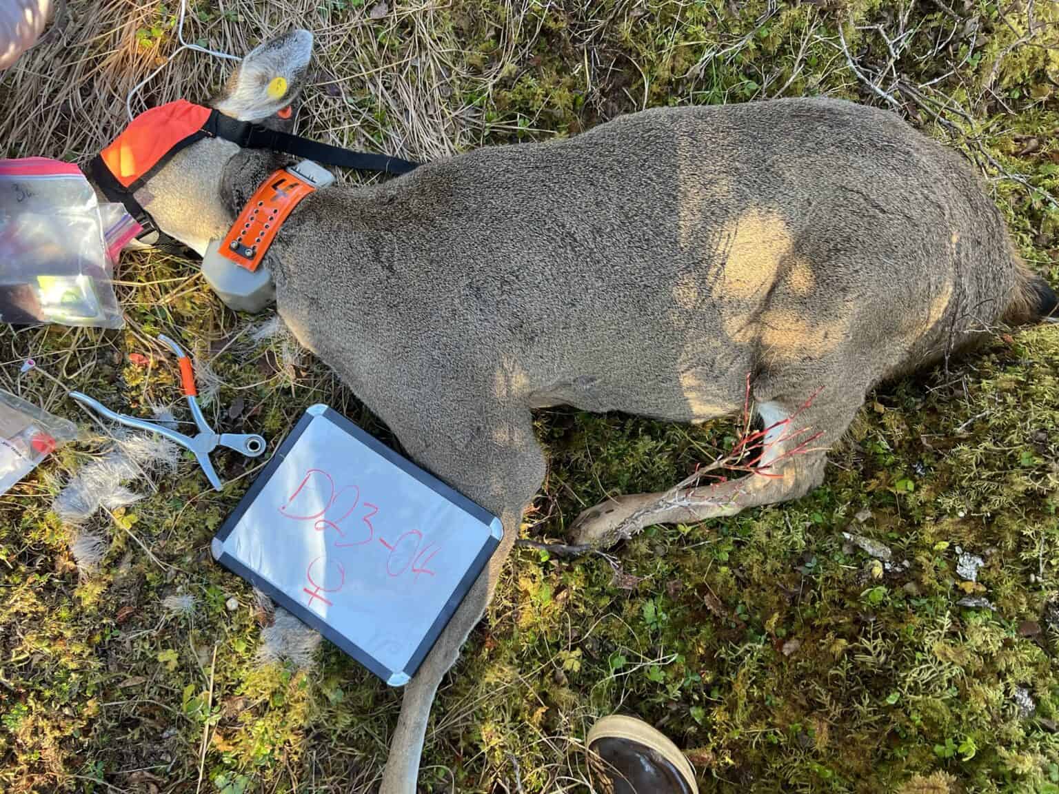 WSB: Thermal drones help biologists dart deer - The Wildlife Society