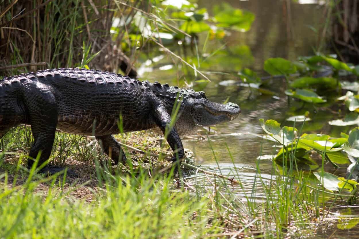 When it comes to alligator bites, blame humans - The Wildlife Society
