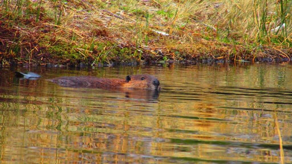 Wild Cam: What do wolves eat in the high arctic? - The Wildlife Society