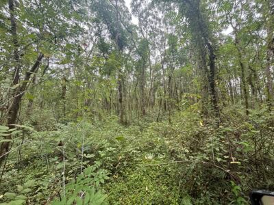 TWS2024: Invasive cedar impedes Galapagos tortoise migration - The ...