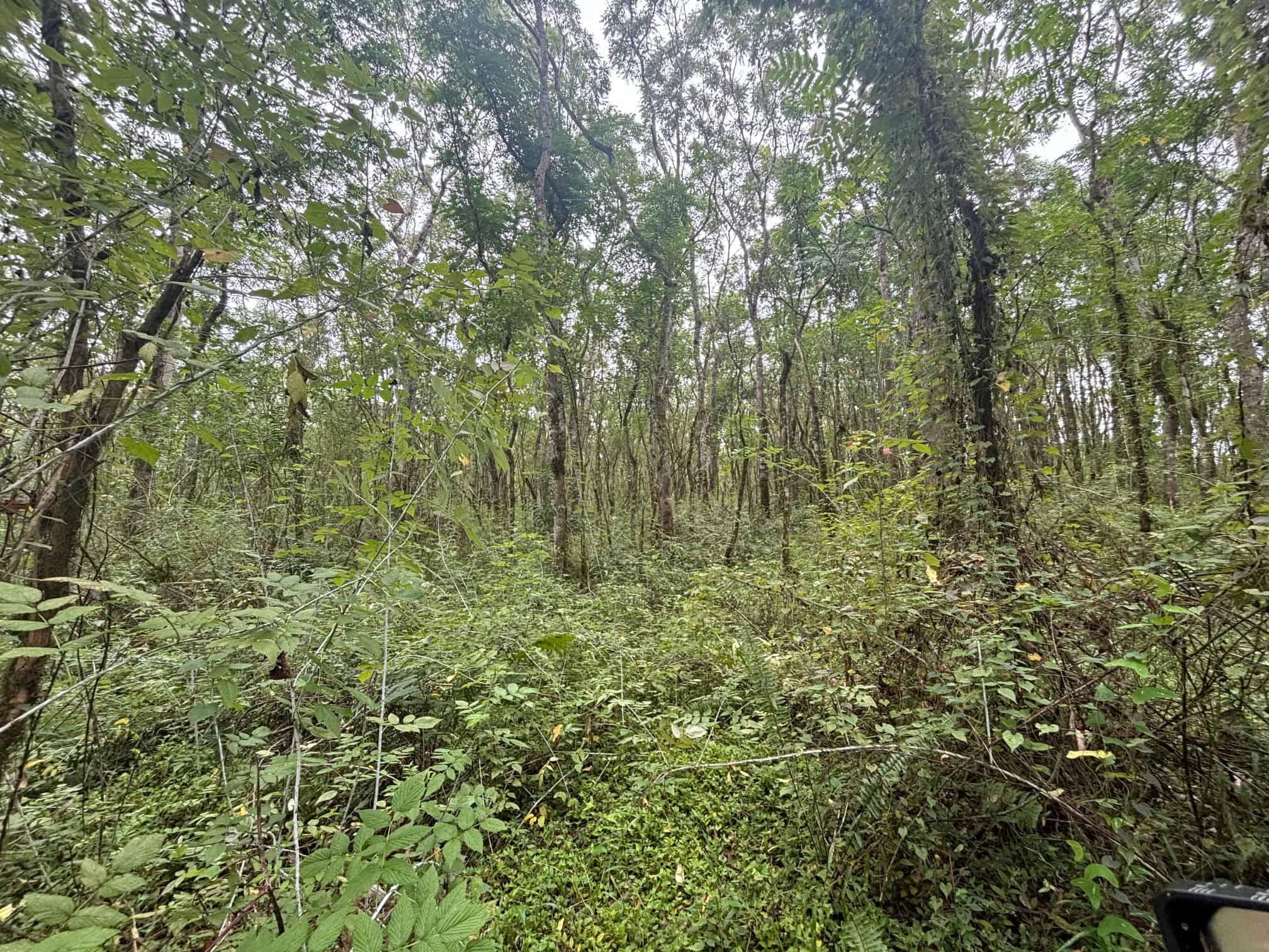 TWS2024: Invasive cedar impedes Galapagos tortoise migration - The ...