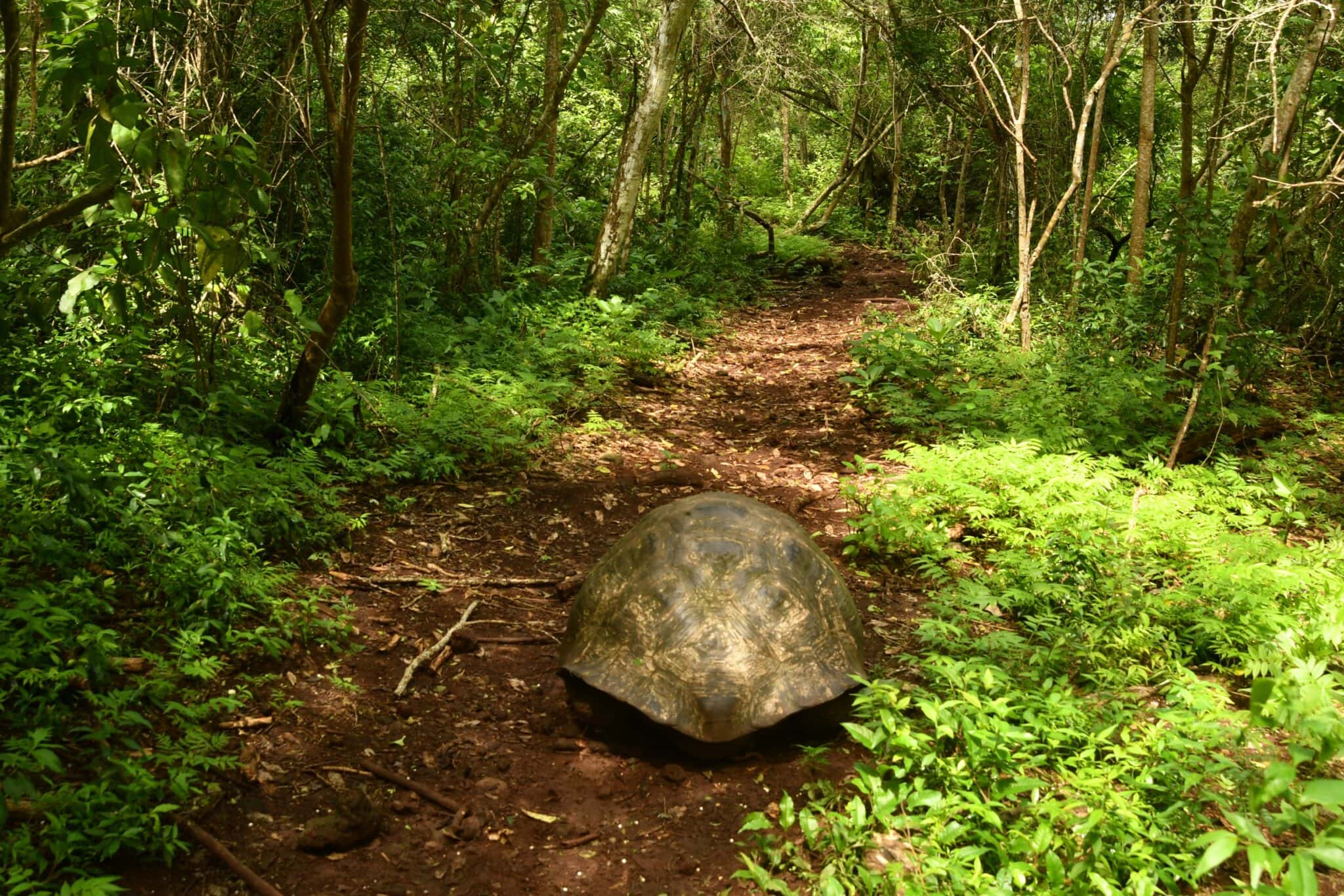 TWS2024: Invasive cedar impedes Galapagos tortoise migration - The ...