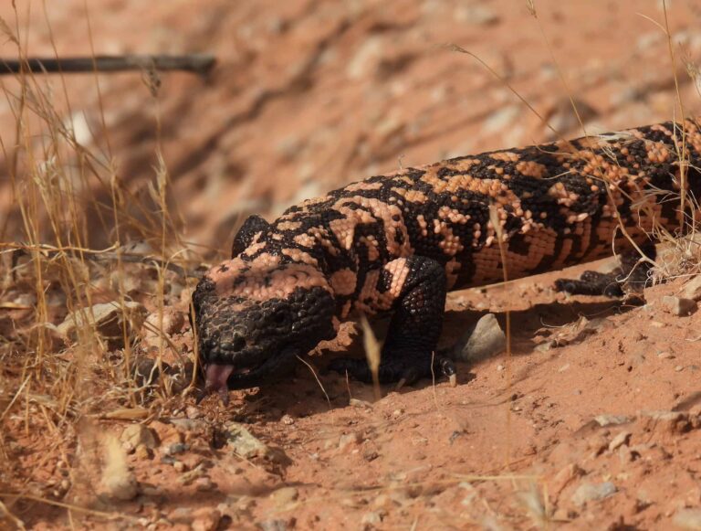 Gila monsters’ range will shrink with extreme warming - The Wildlife ...