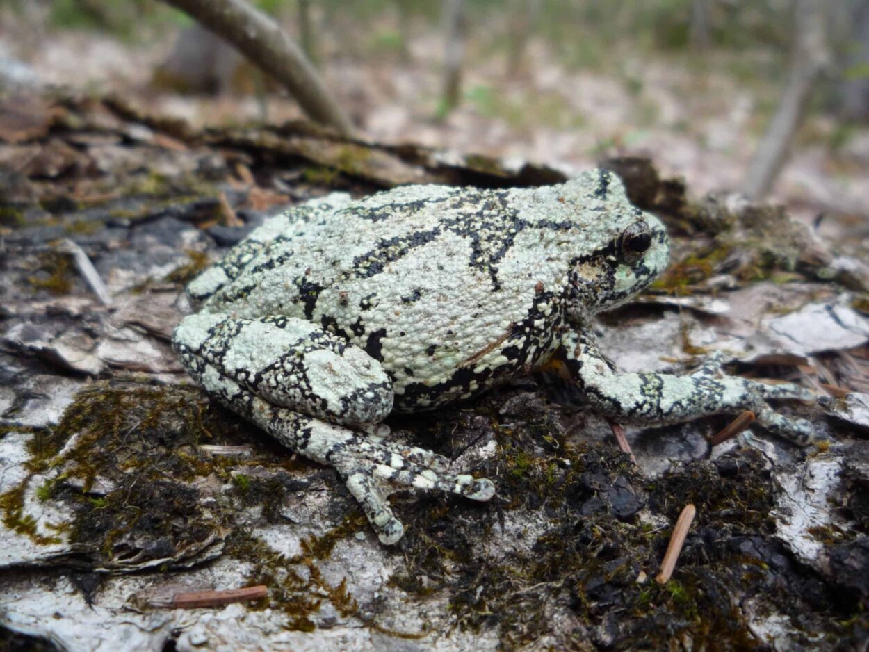 A global look at effects of climate change on frogs and toads - The ...