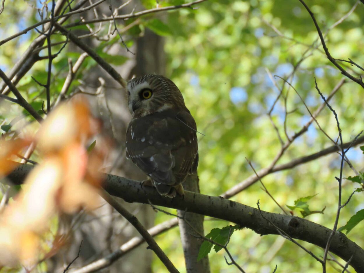 Australian ‘firehawks’ use fire to catch prey - The Wildlife Society