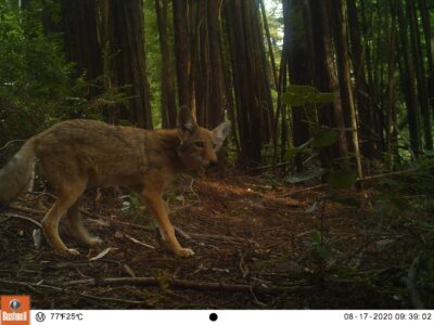 Australian ‘firehawks’ use fire to catch prey - The Wildlife Society