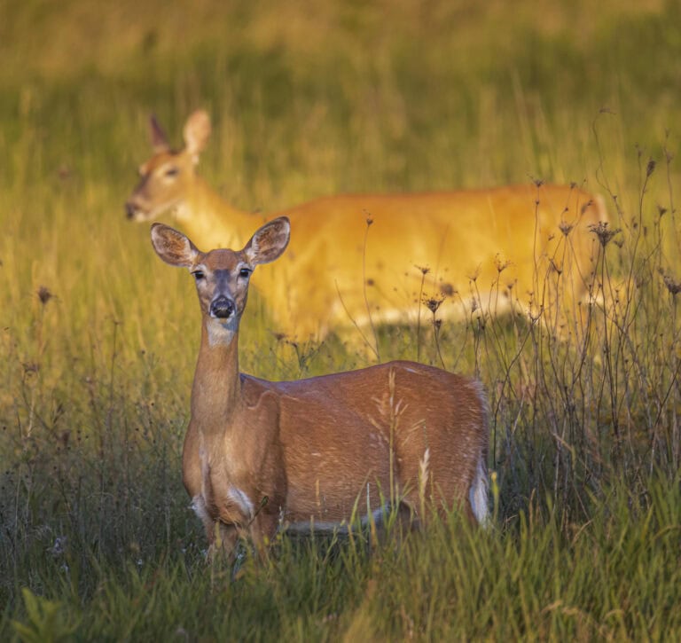 New Alabama bill may contribute to spread of CWD - The Wildlife Society