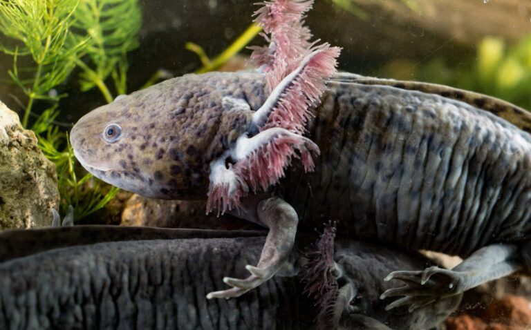 Australian ‘firehawks’ use fire to catch prey - The Wildlife Society