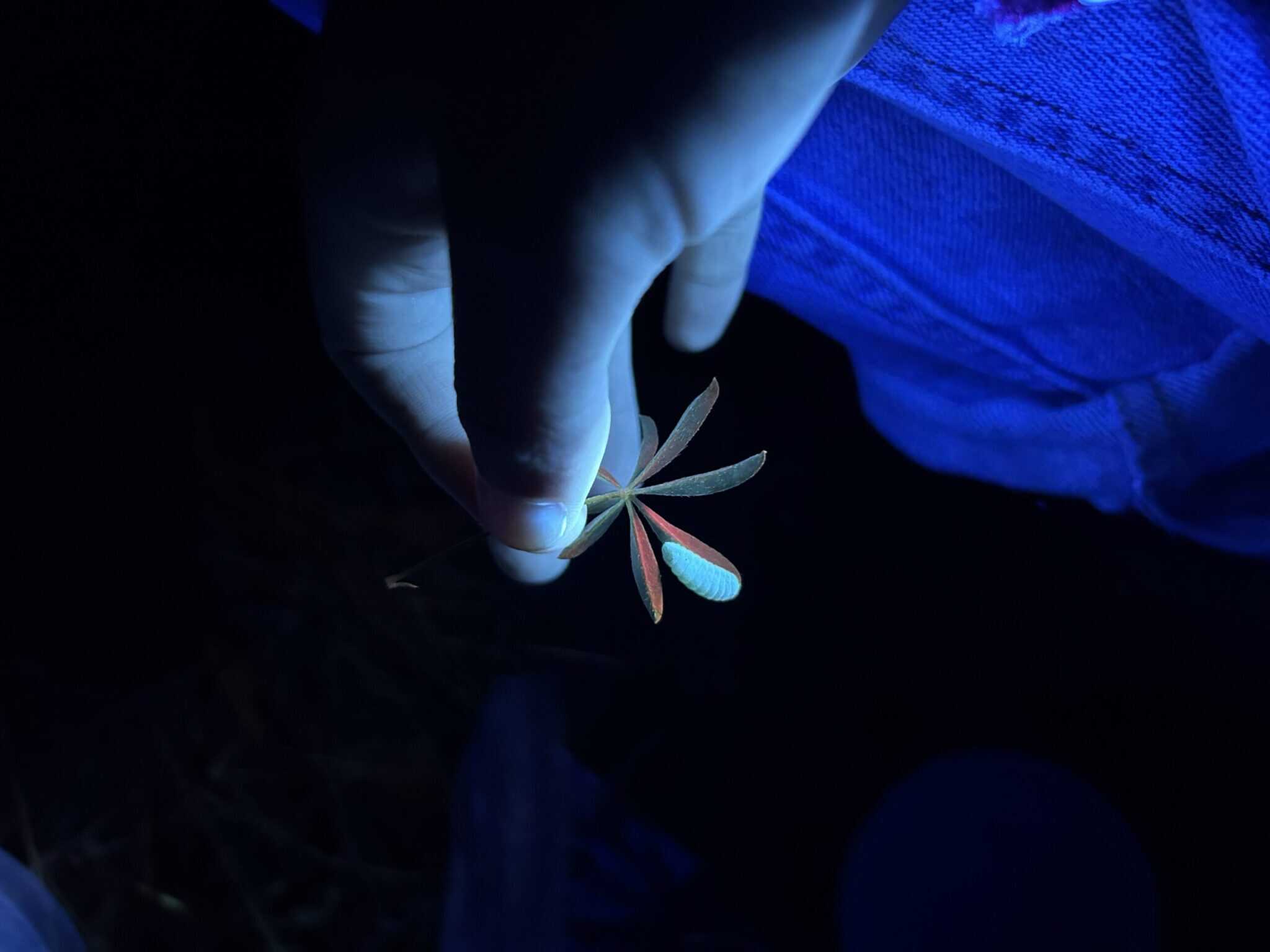 Q&A: Missing wolves, forgotten landscapes and lost knowledge - The ...