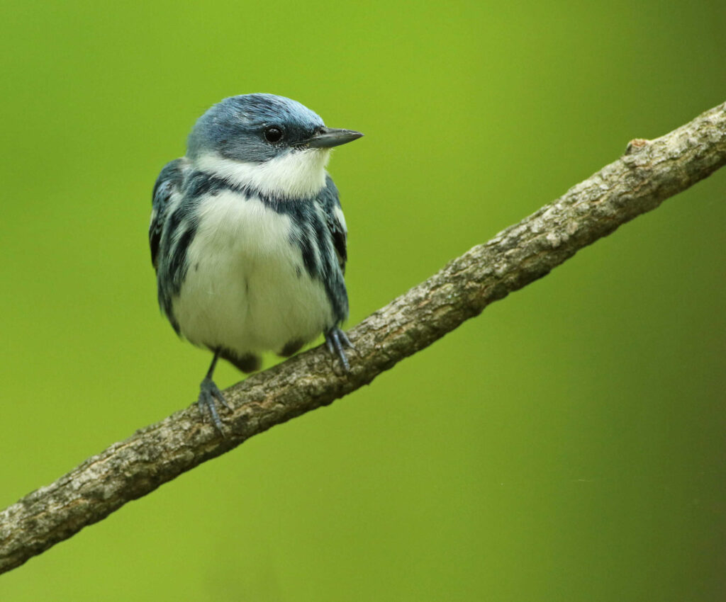 Where are North American bird populations disappearing? - The Wildlife ...