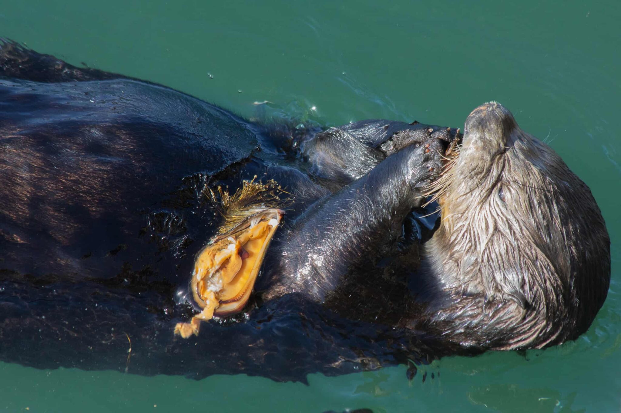 Balloons play an outsize role in seabird deaths - The Wildlife Society