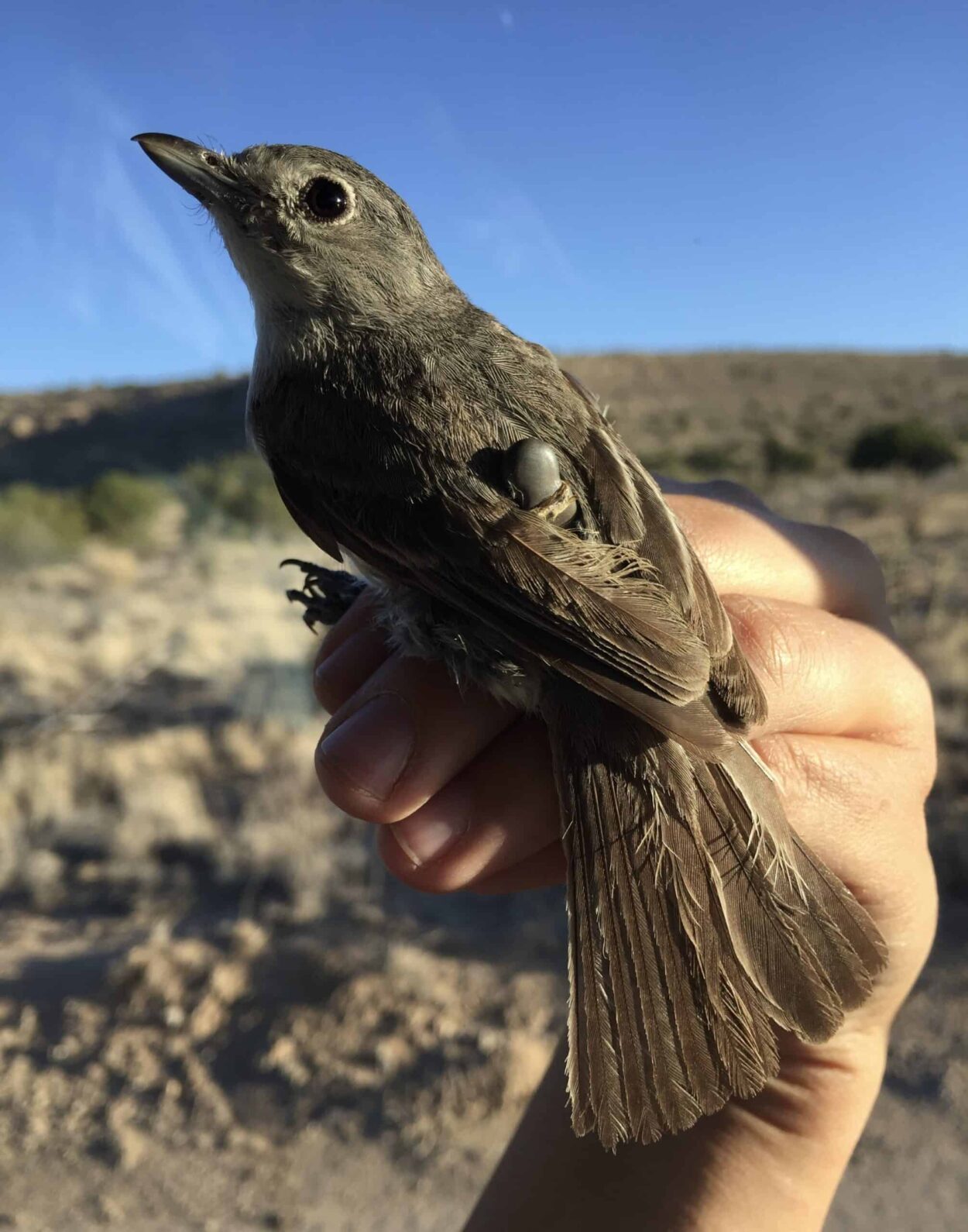 USFWS proposed to list tricolored bats as endangered - The Wildlife Society