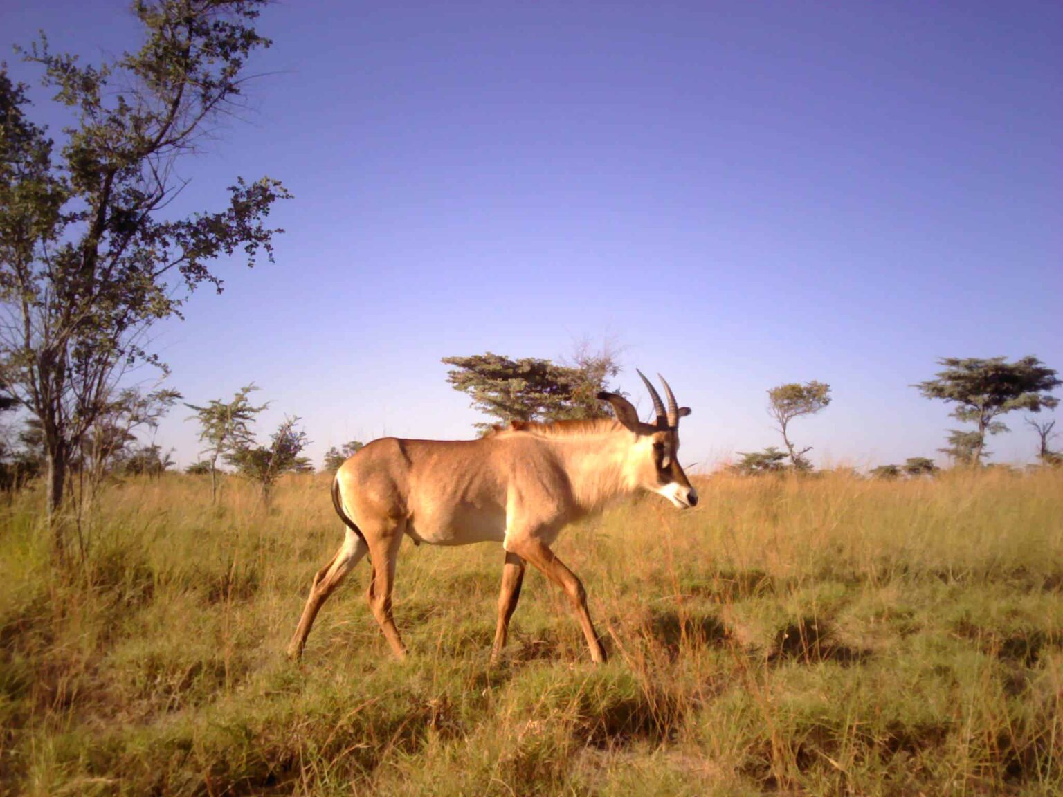 Google releases AI model for wildlife identification - The Wildlife Society