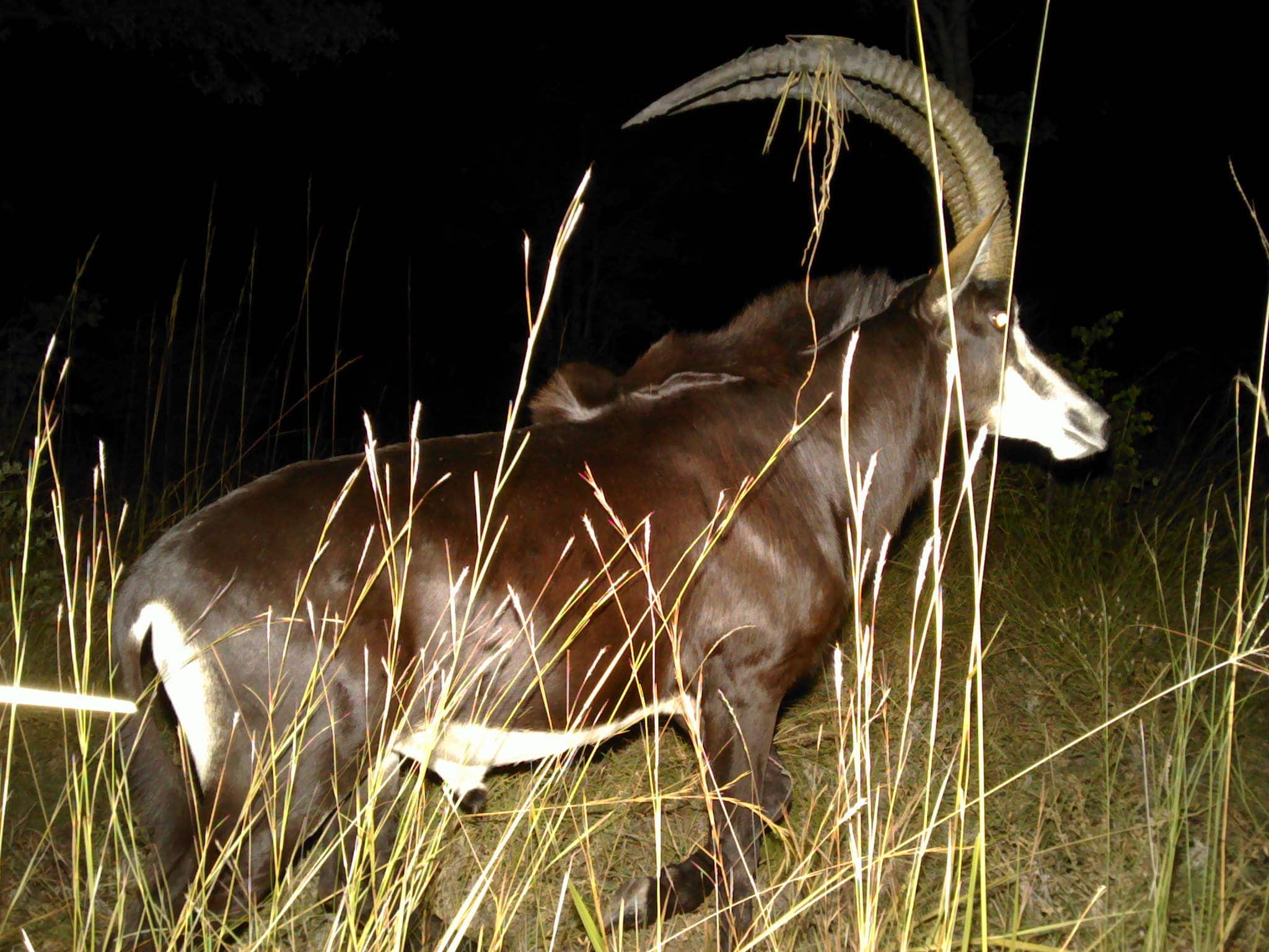 Wild Cam: Namibian antelopes avoid rivers—and predators - The Wildlife ...