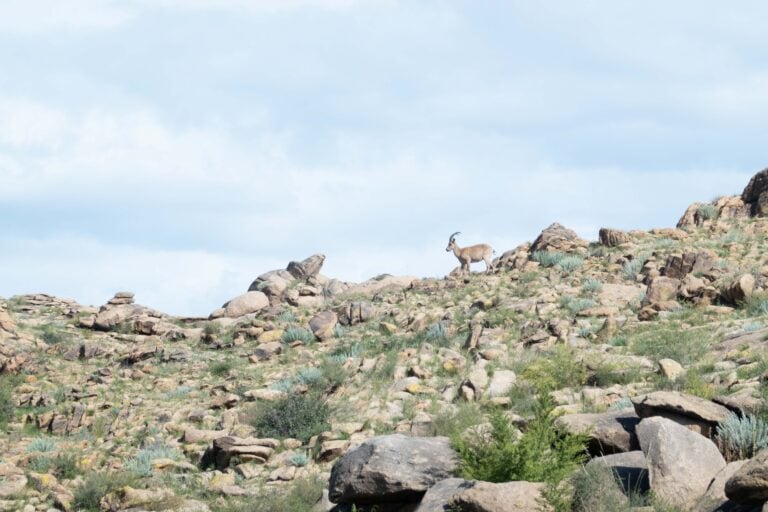 Wild Cam: Drones survey snow leopards by tracking their prey - The ...
