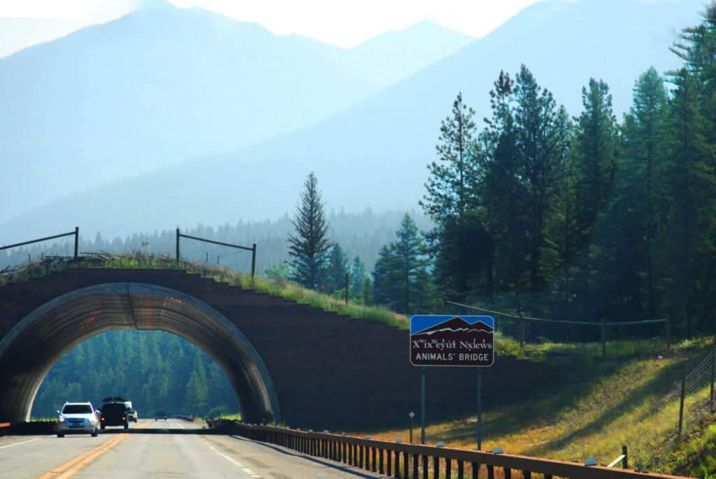 Wildlife crossings program reduces crashes, saves lives - The Wildlife ...