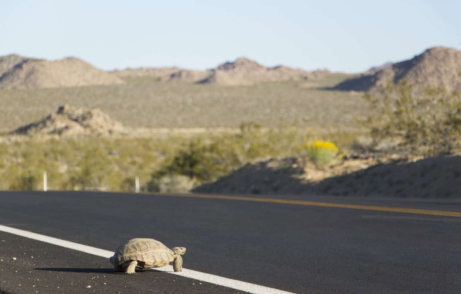 Wildlife crossings program reduces crashes, saves lives - The Wildlife Society