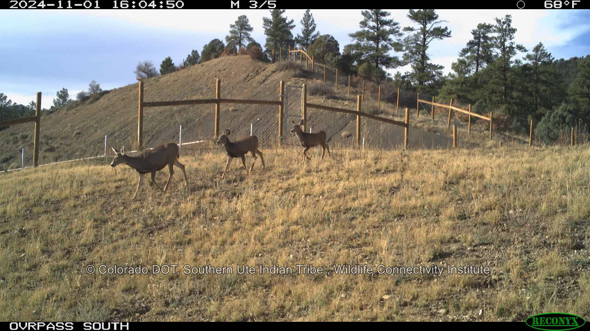 Wildlife crossings program reduces crashes, saves lives - The Wildlife ...