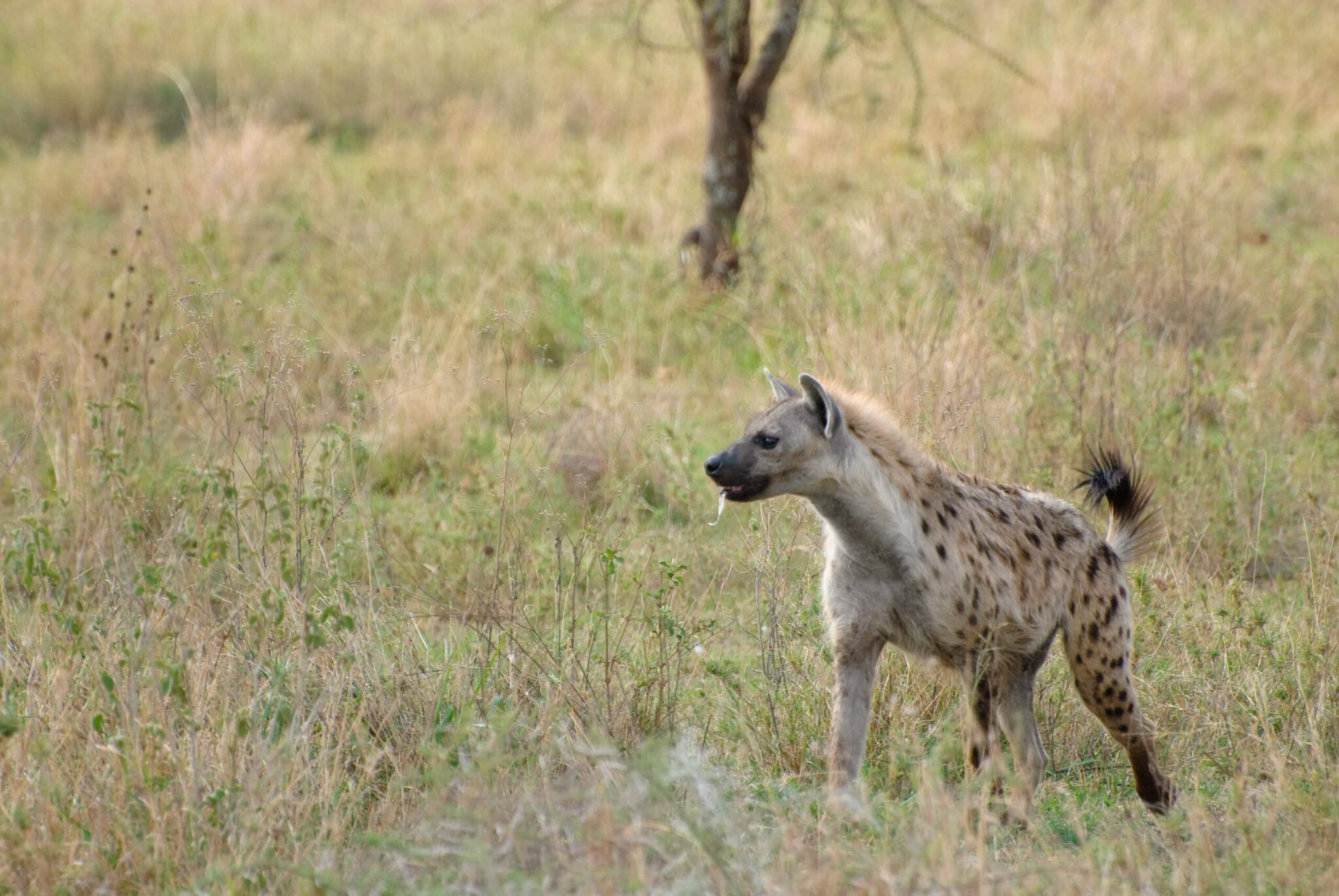 Wild Cam: Drones survey snow leopards by tracking their prey - The ...