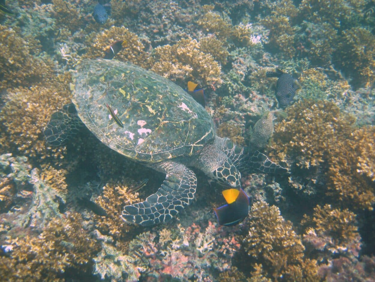 Climate change will push sea turtles into shipping lanes - The Wildlife ...