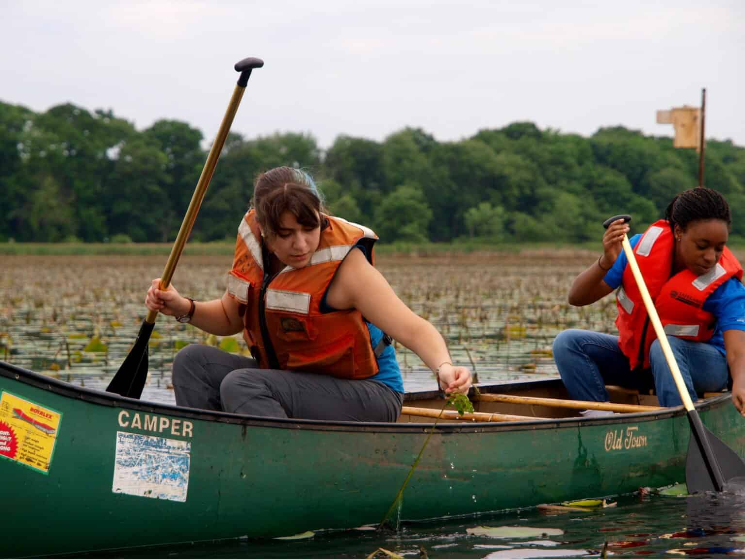 How to improve invasive python removal - The Wildlife Society