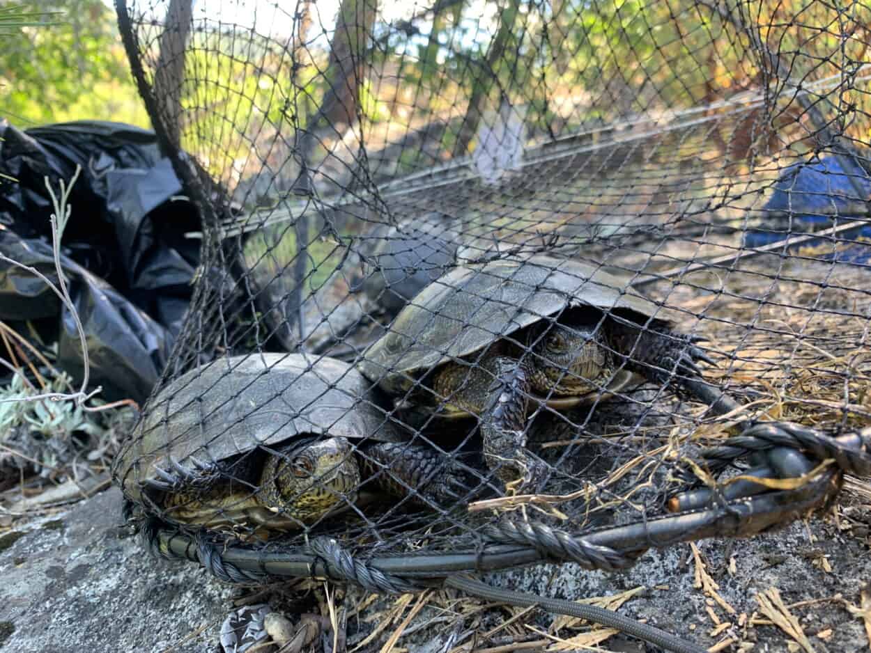 How to improve invasive python removal - The Wildlife Society