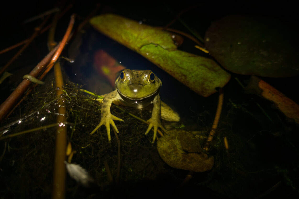 Pond turtles bounce back after bullfrog removal - The Wildlife Society