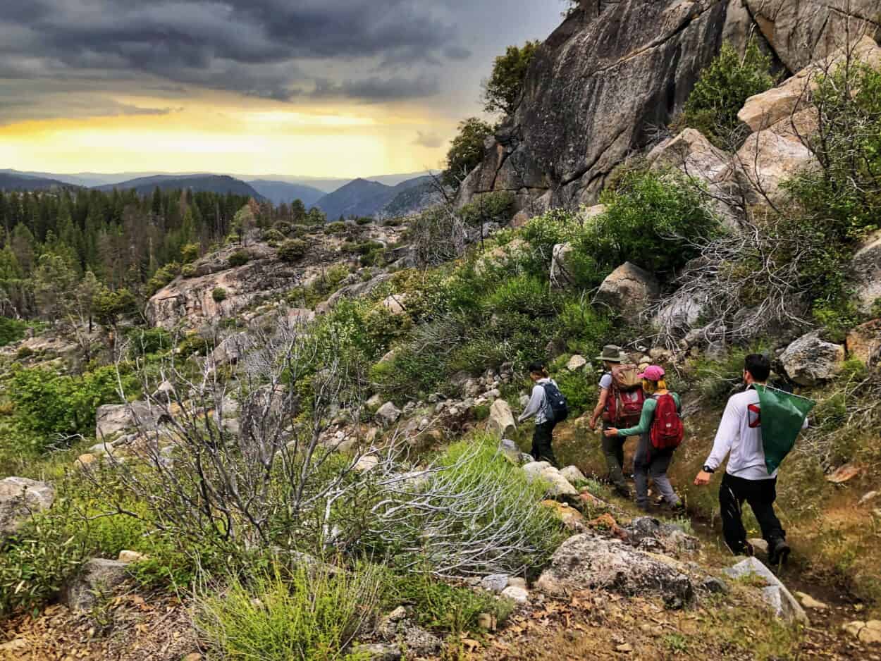 Pond turtles bounce back after bullfrog removal - The Wildlife Society
