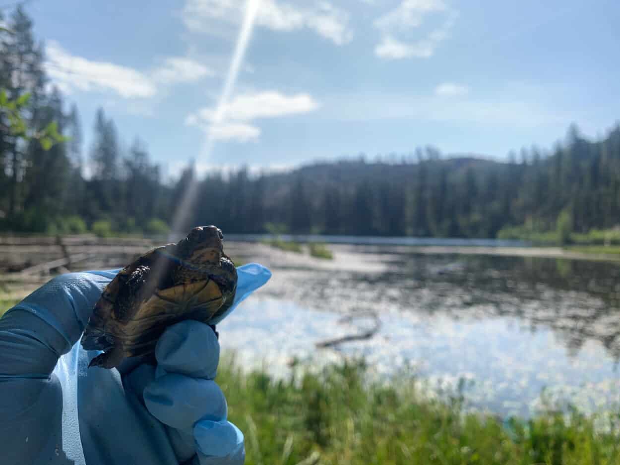 Pond turtles bounce back after bullfrog removal - The Wildlife Society