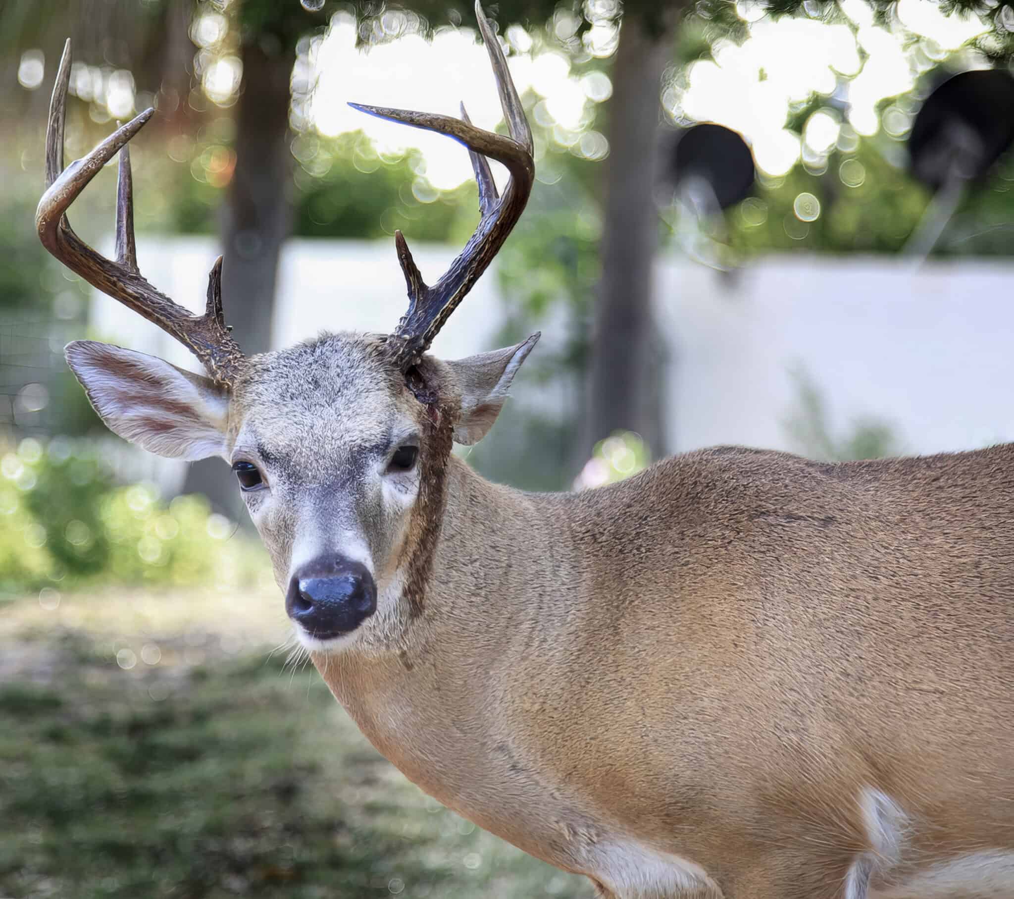 Another screwworm incursion inevitable, experts warn - The Wildlife Society