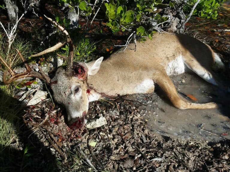 Another screwworm incursion inevitable, experts warn - The Wildlife Society