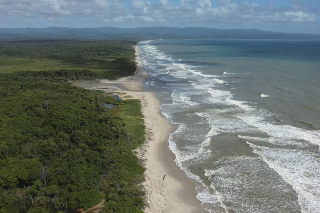 WSB: Thermal drones help count nesting sea turtles - The Wildlife Society