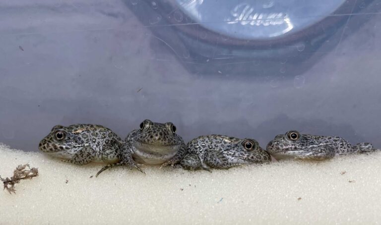 Dusky gopher frog reintroduction sees initial success - The Wildlife ...