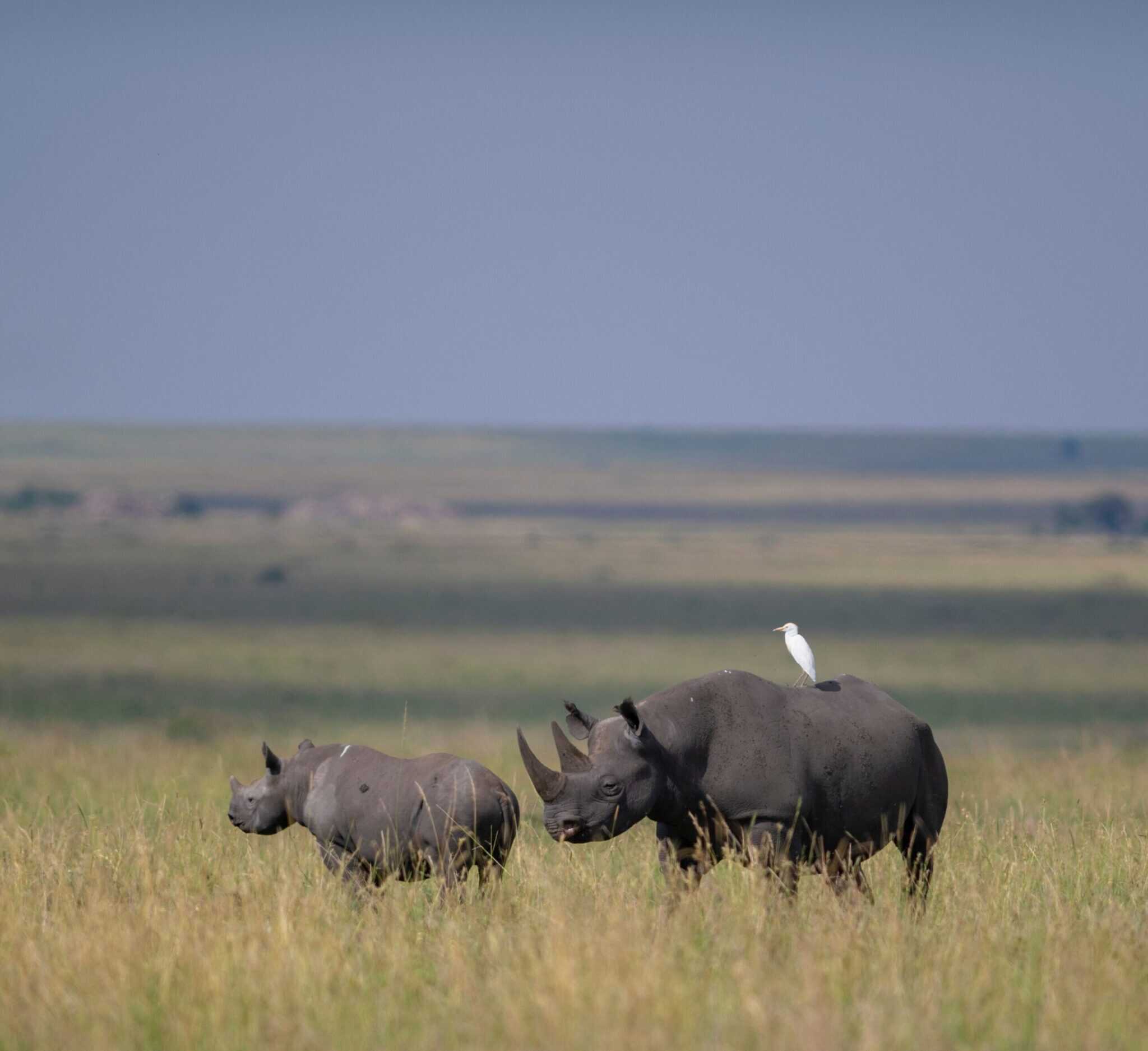 Balloons play an outsize role in seabird deaths - The Wildlife Society