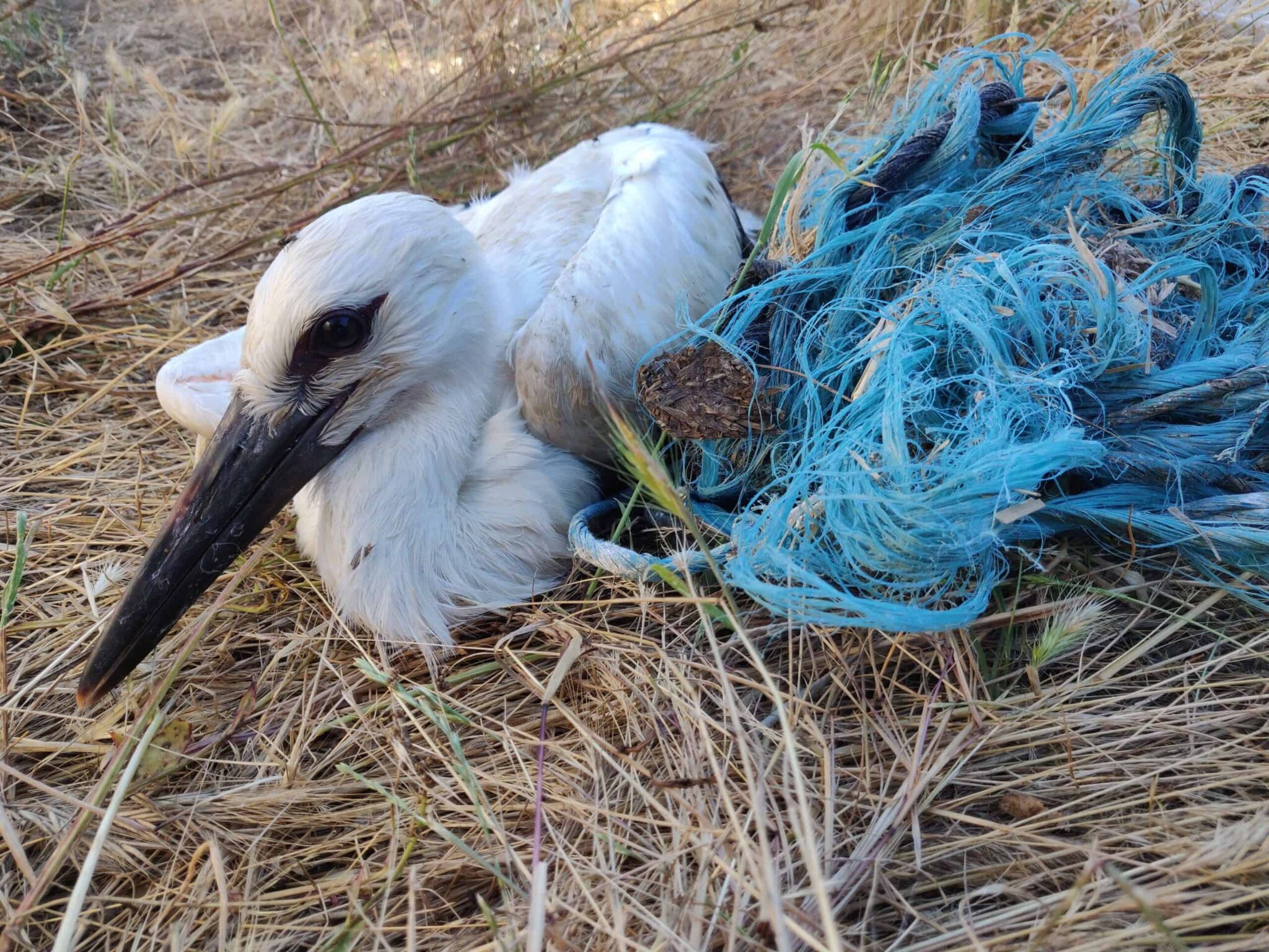 Storks deliver babies into ‘death traps’ - The Wildlife Society