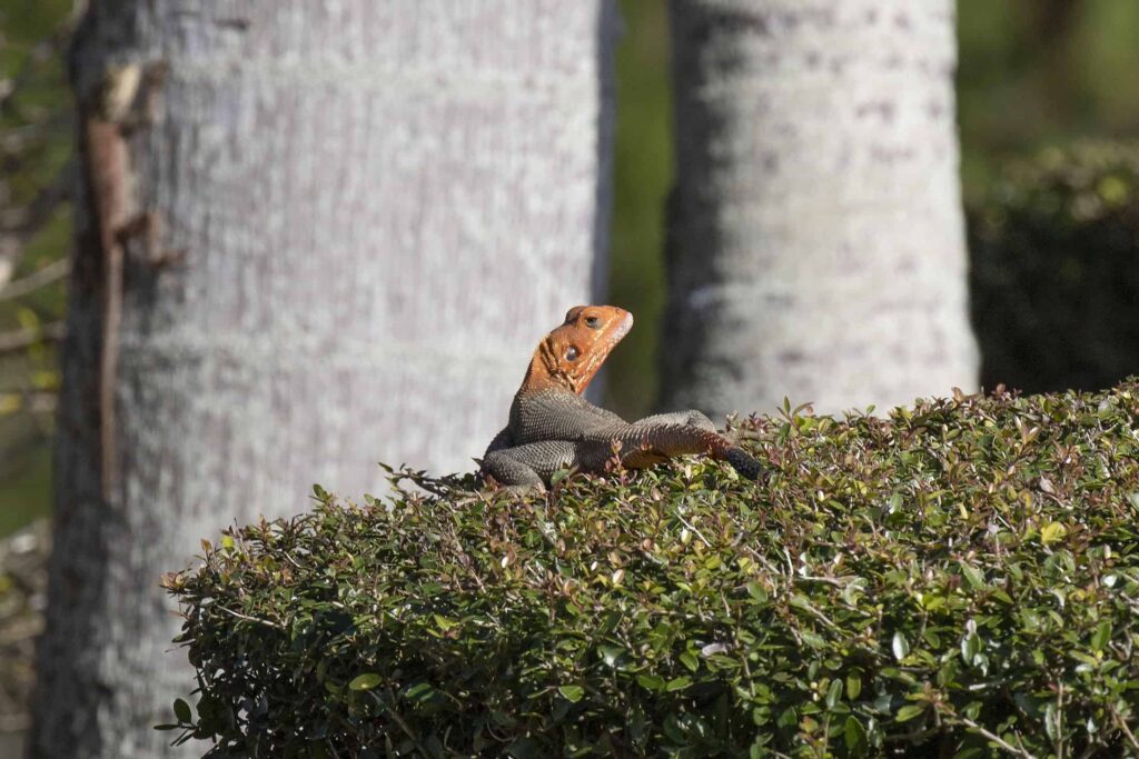 Nearly 1,000 birds killed at Chicago building during massive migration ...