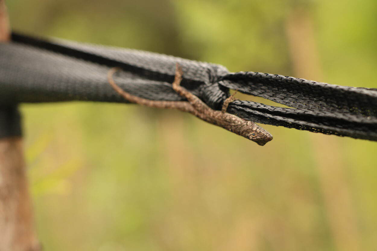 Miami reptile community is getting more exotic - The Wildlife Society