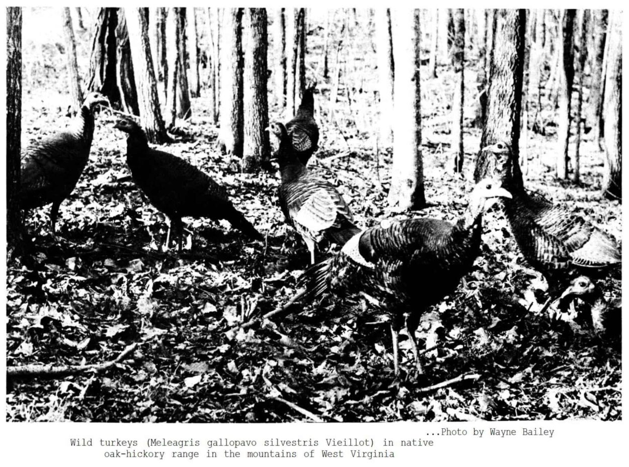 Wild Turkey Symposium find new home at WSB - The Wildlife Society