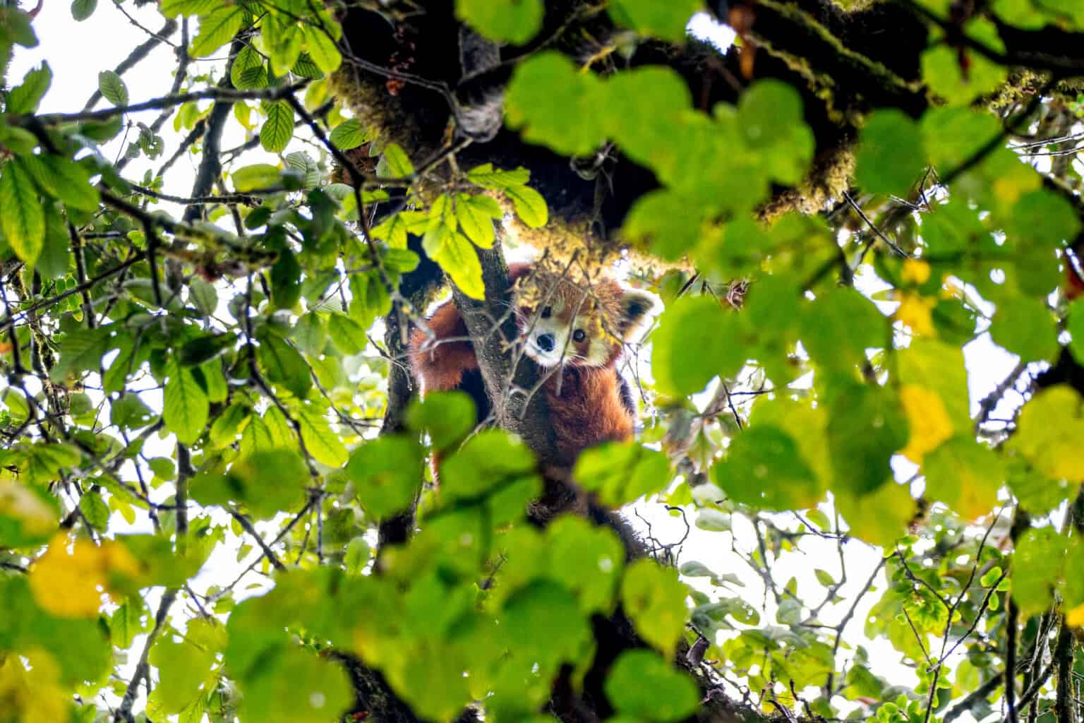 Bats hibernating in warm mines find more of deadly fungus - The ...